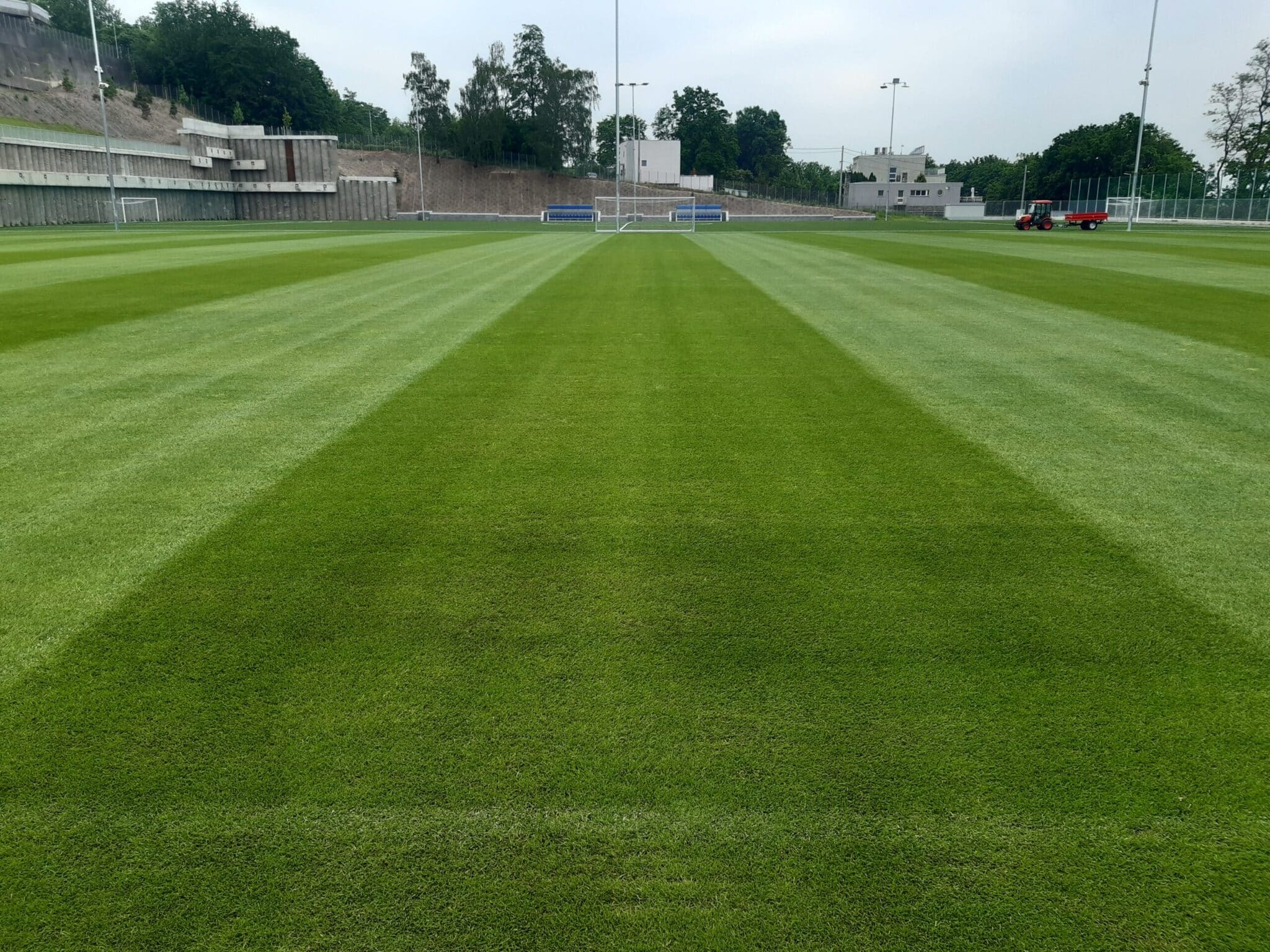 Encourage Horizontal and Control Vertical Growth Turfgrass - Mivena ...