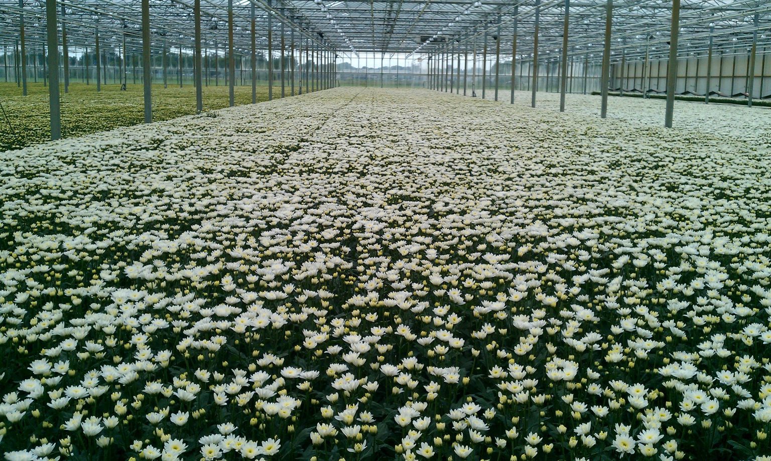 Granusol WSF - Mivena | Specialty fertilizer company